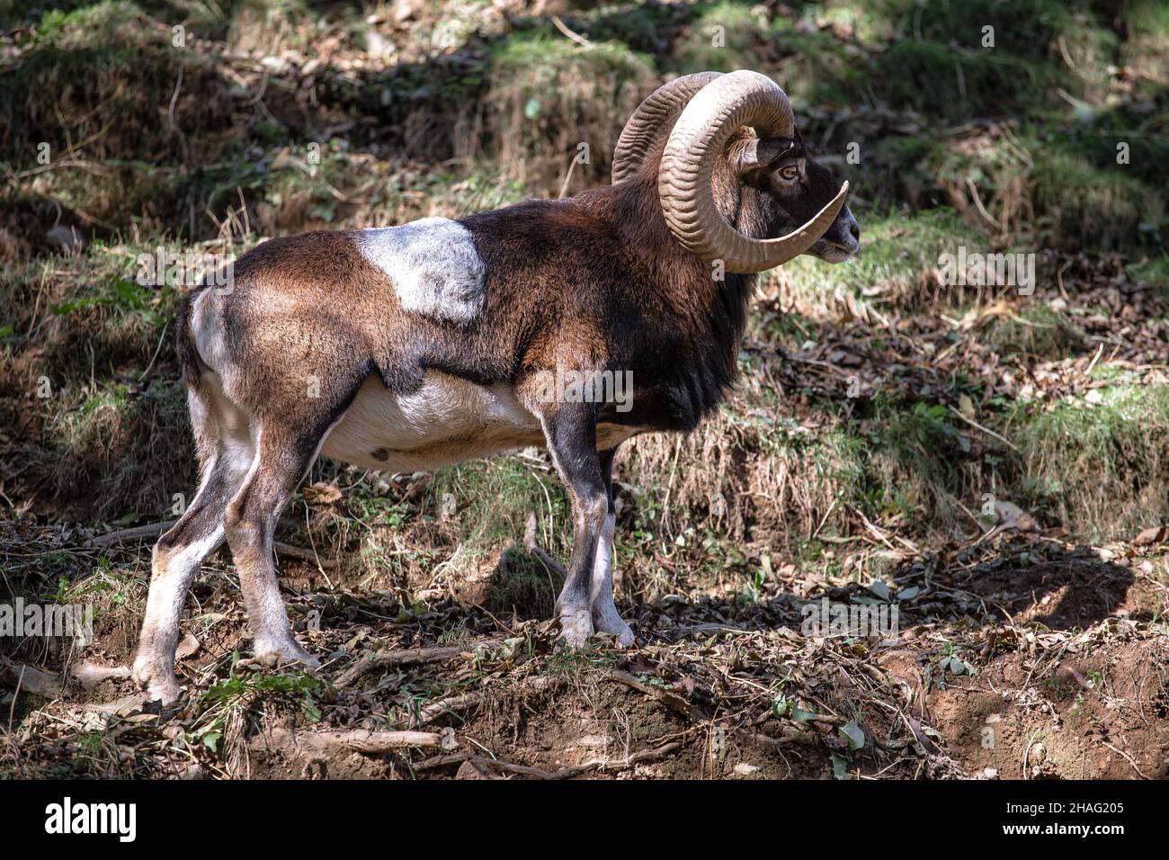 Wild male adult goat with big horns on a mountain portrait Stock Photo ...