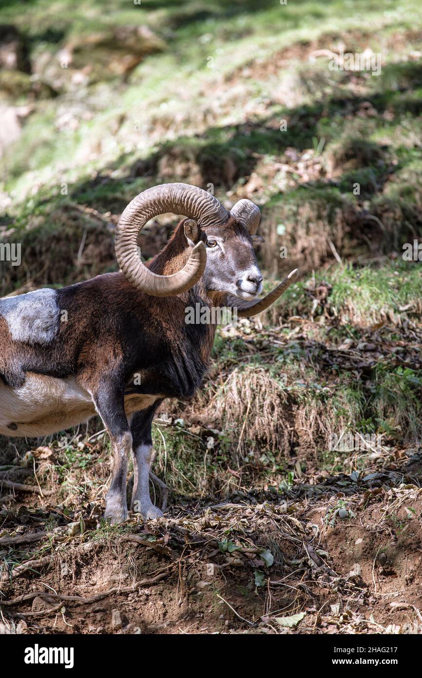 Wild male adult goat with big horns on a mountain portrait Stock Photo ...