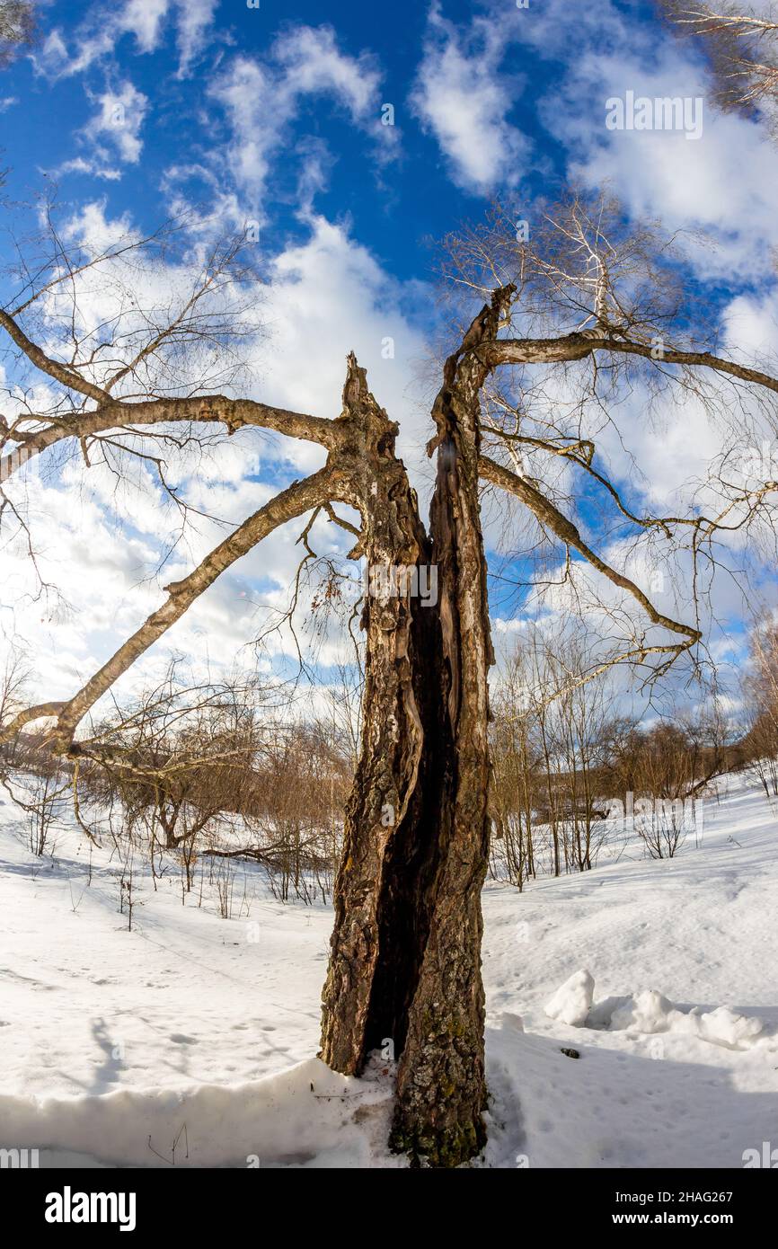 Fisheye view of a broken birch tree in the middle of a winter landscape ...