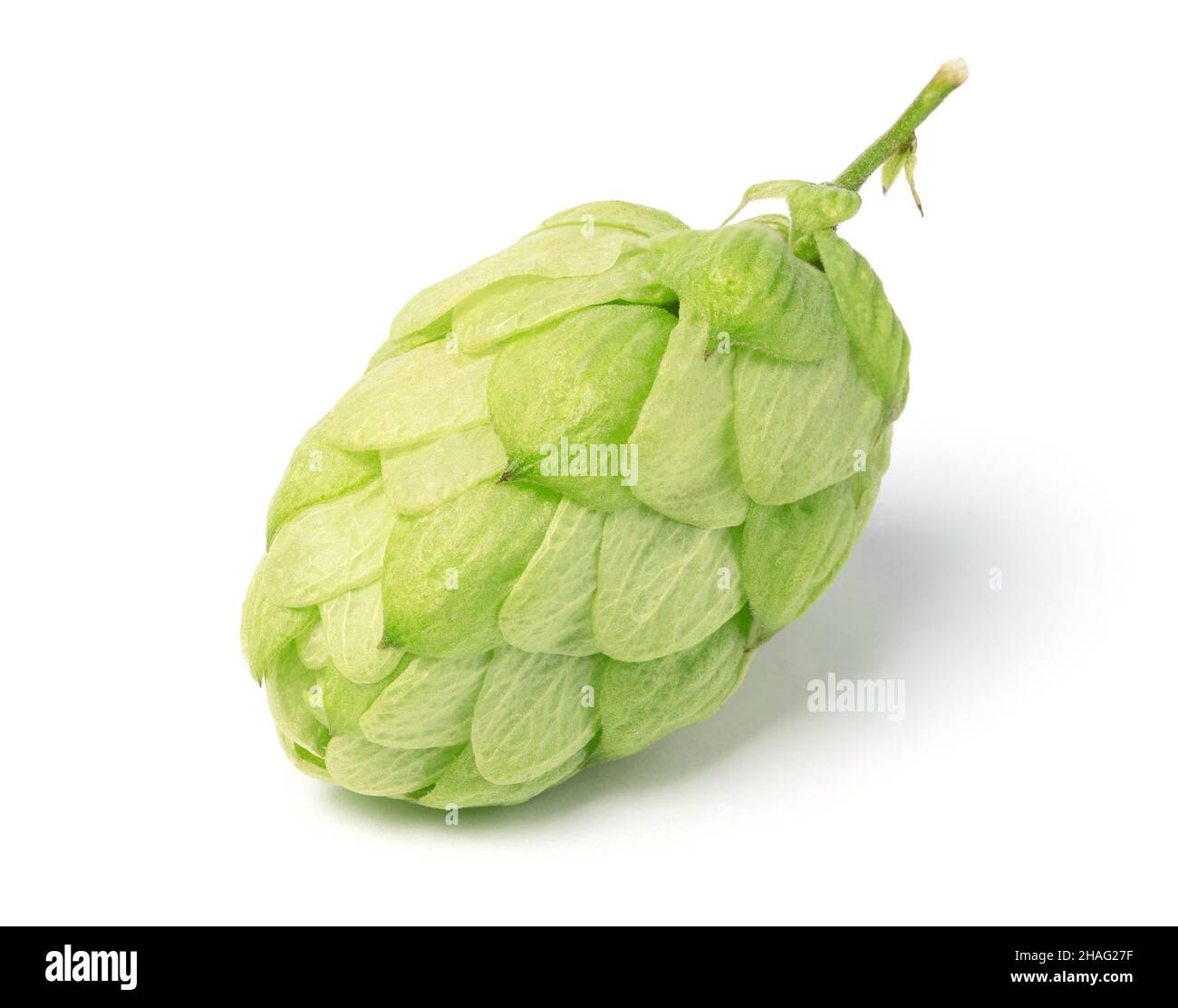Hop cone flower isolated on white background Stock Photo - Alamy