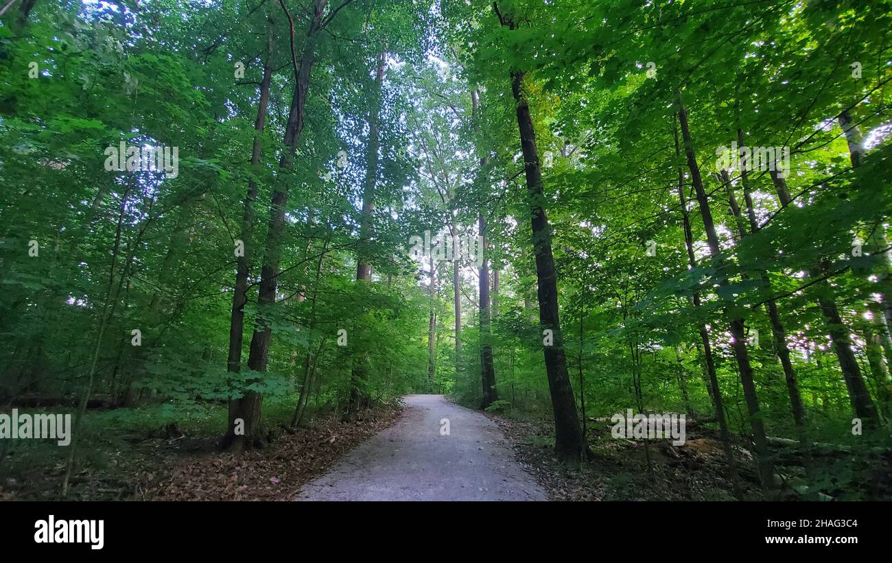 Long path in the middle of forest thought lush tall trees Stock Photo ...