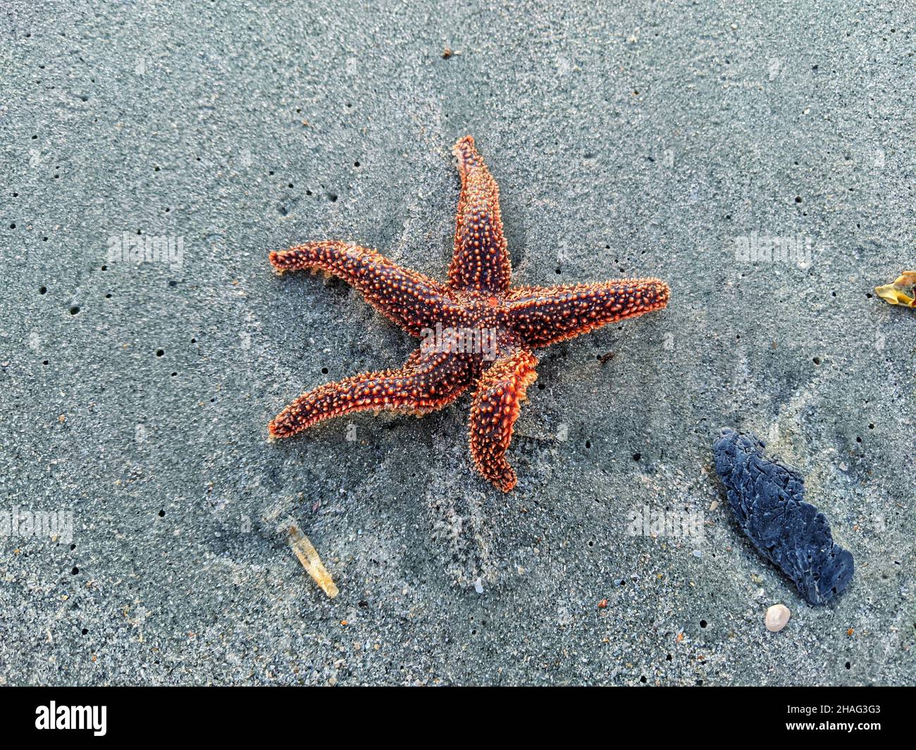 Top view of a starfish on the seashore Stock Photo - Alamy