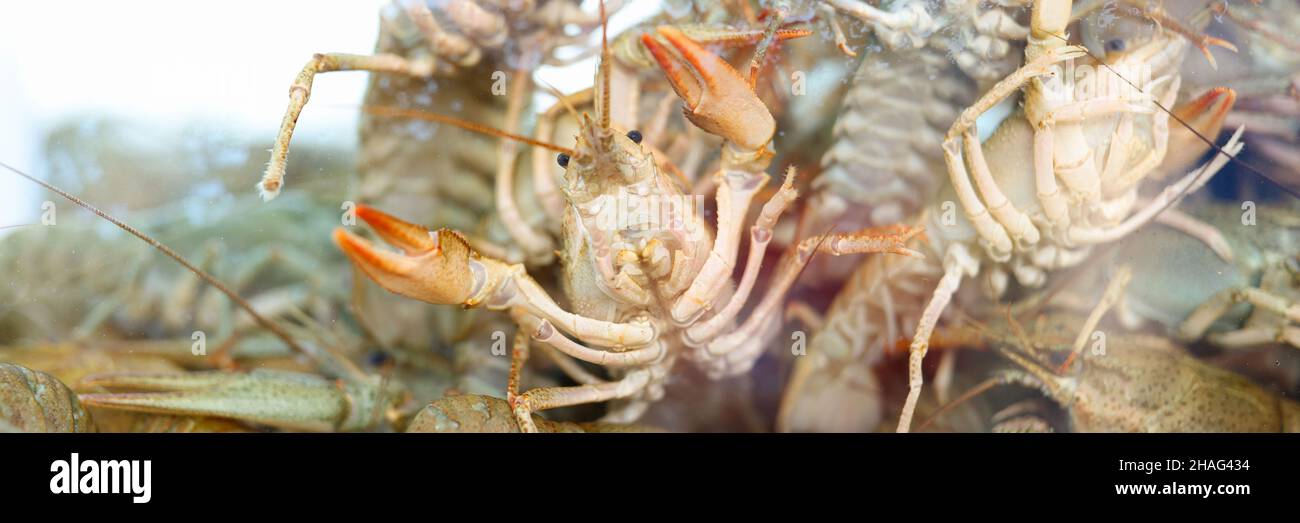 Live crayfish in the water hi-res stock photography and images - Alamy