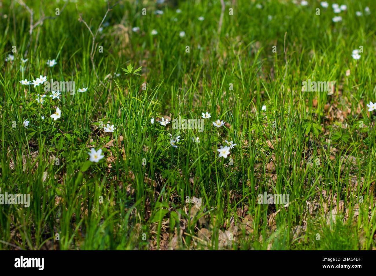 Spring forest landscape with fresh windflowers outdoors Stock Photo - Alamy