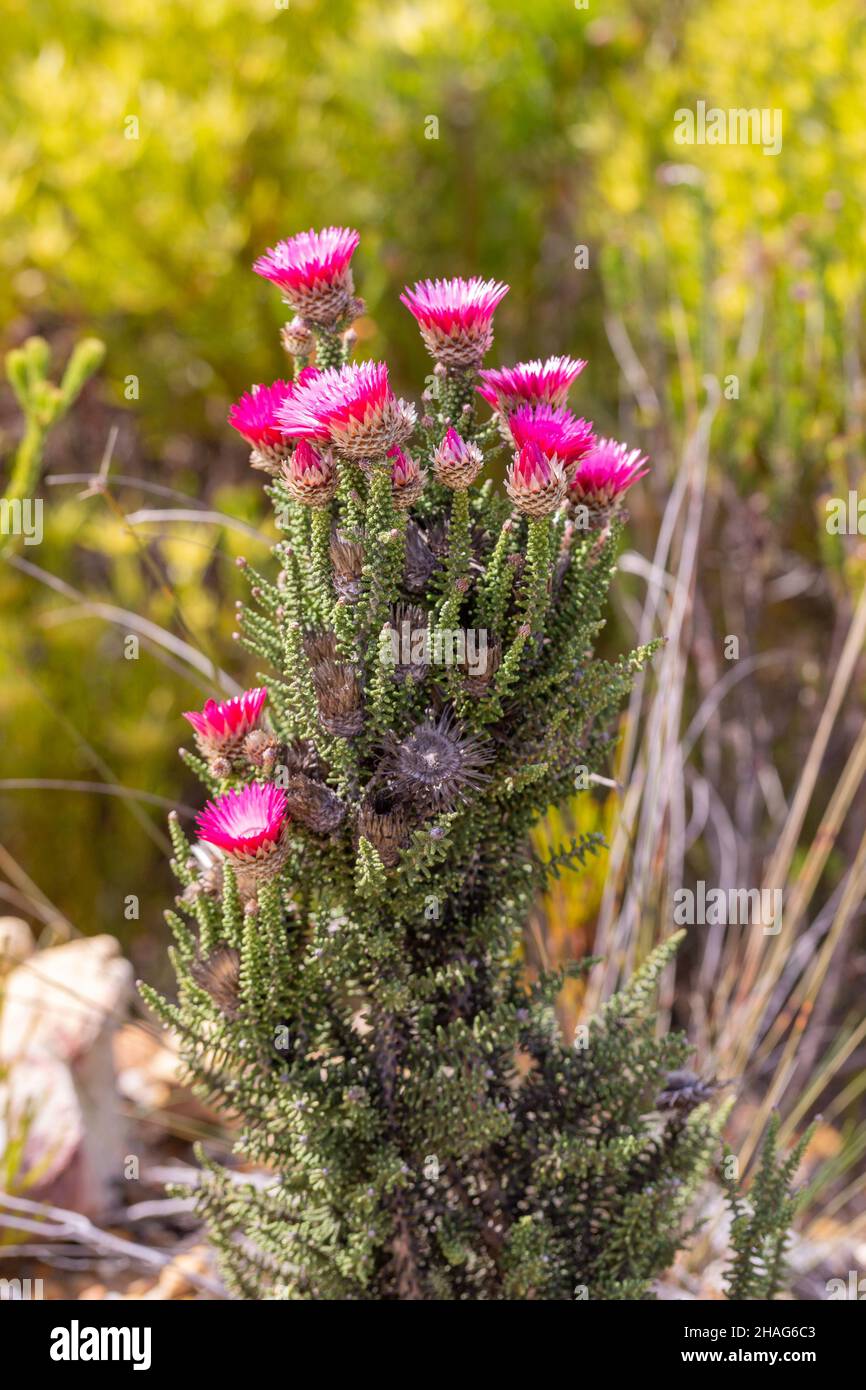 South African Wildflower: Phaenocoma prolifera (False Everlasting ...