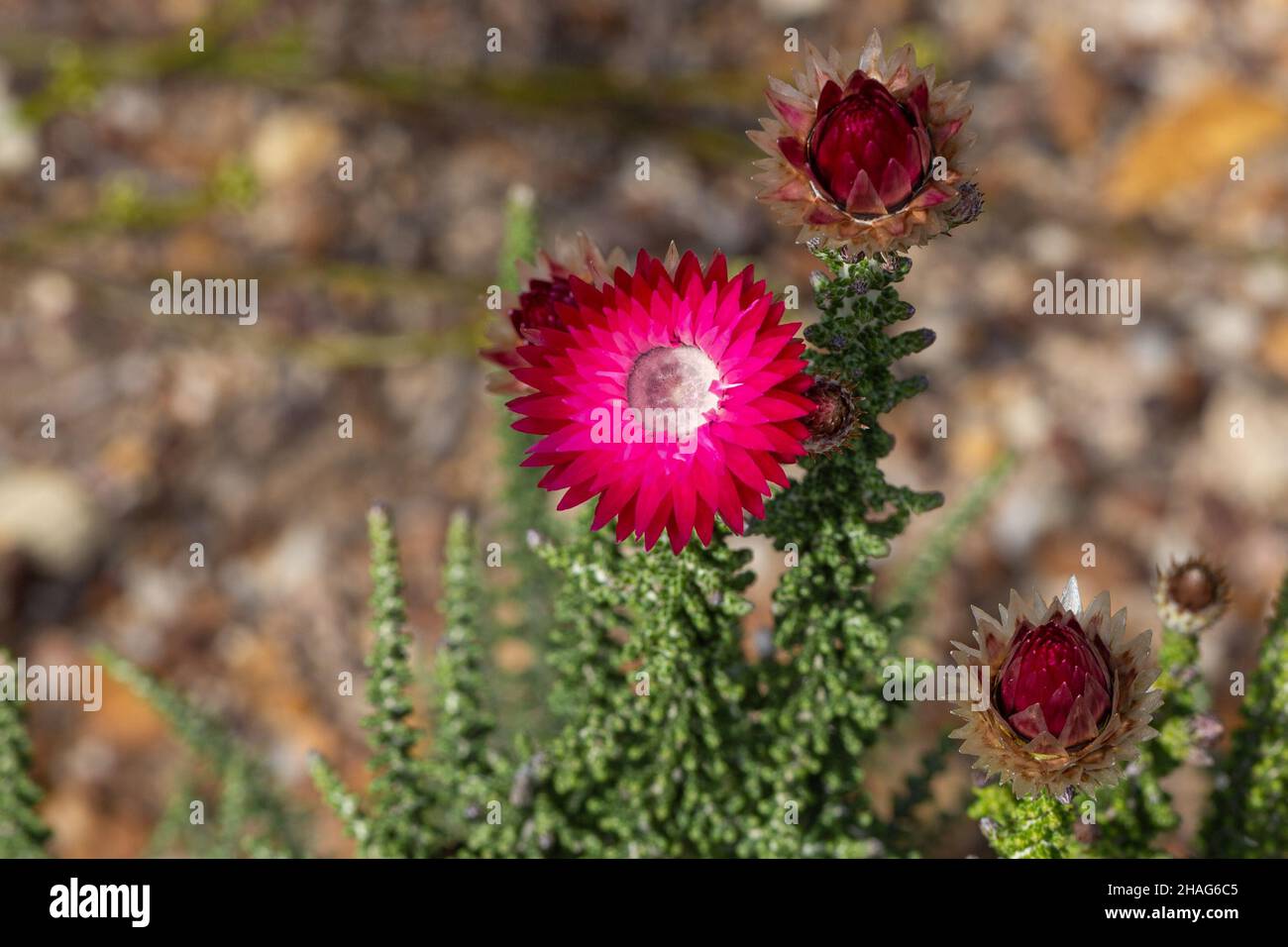 Single flower of a pink flowered False Everlasting (Phaenocoma ...