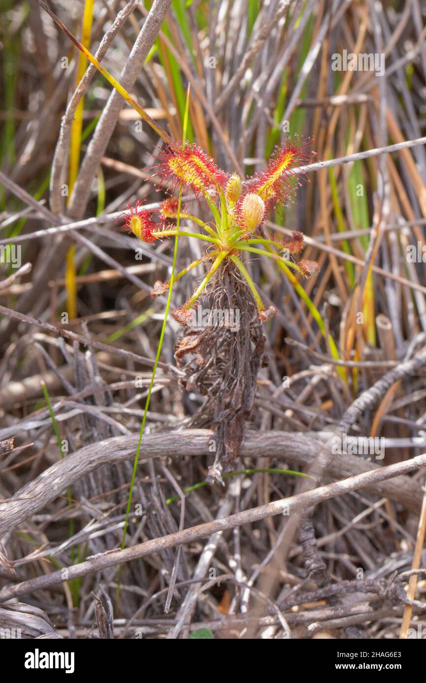 Singe plant of Drosera glabripes, a carnivorous plant, in natural ...