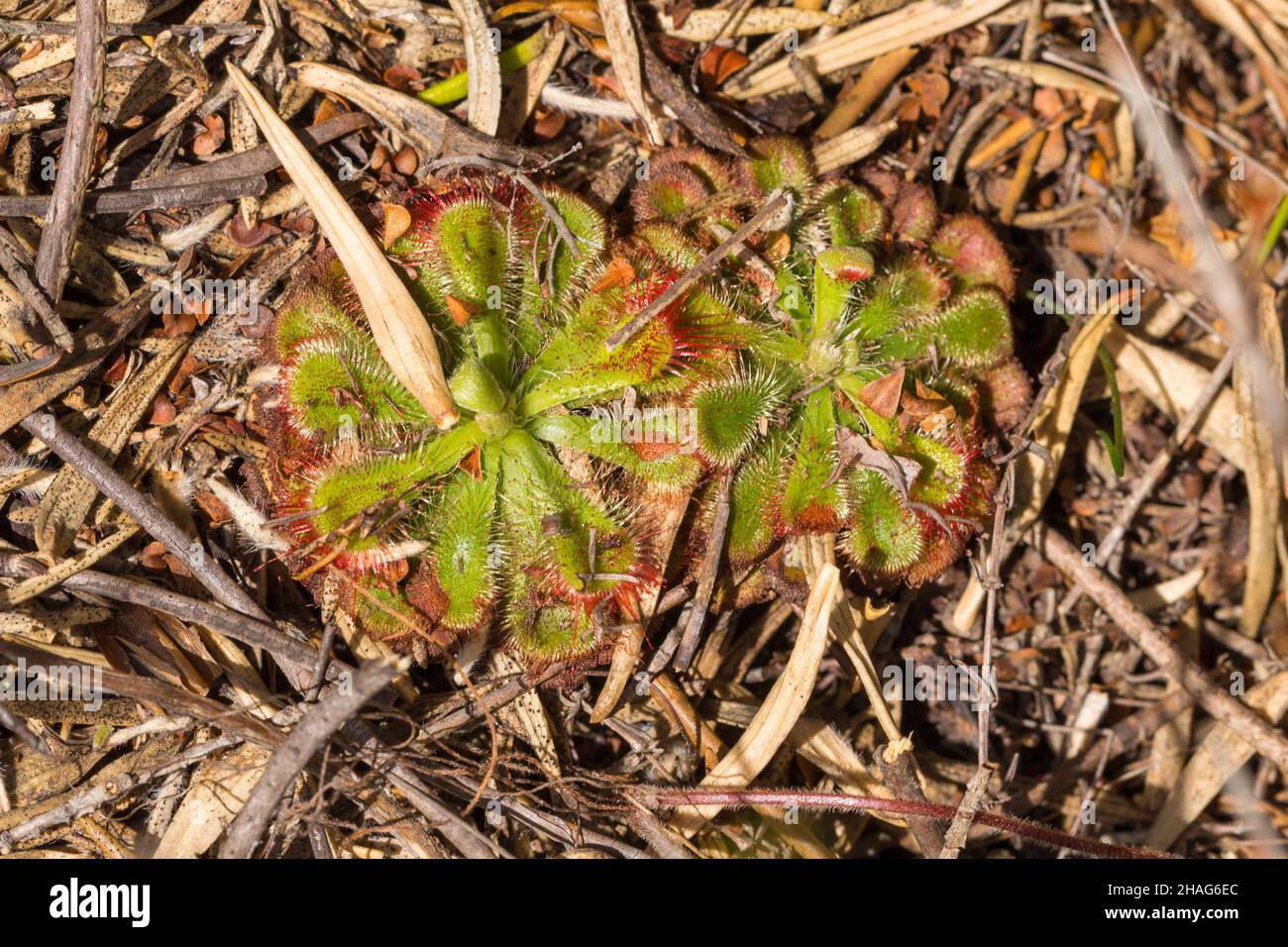 Carnivorous plant plants hi-res stock photography and images - Alamy