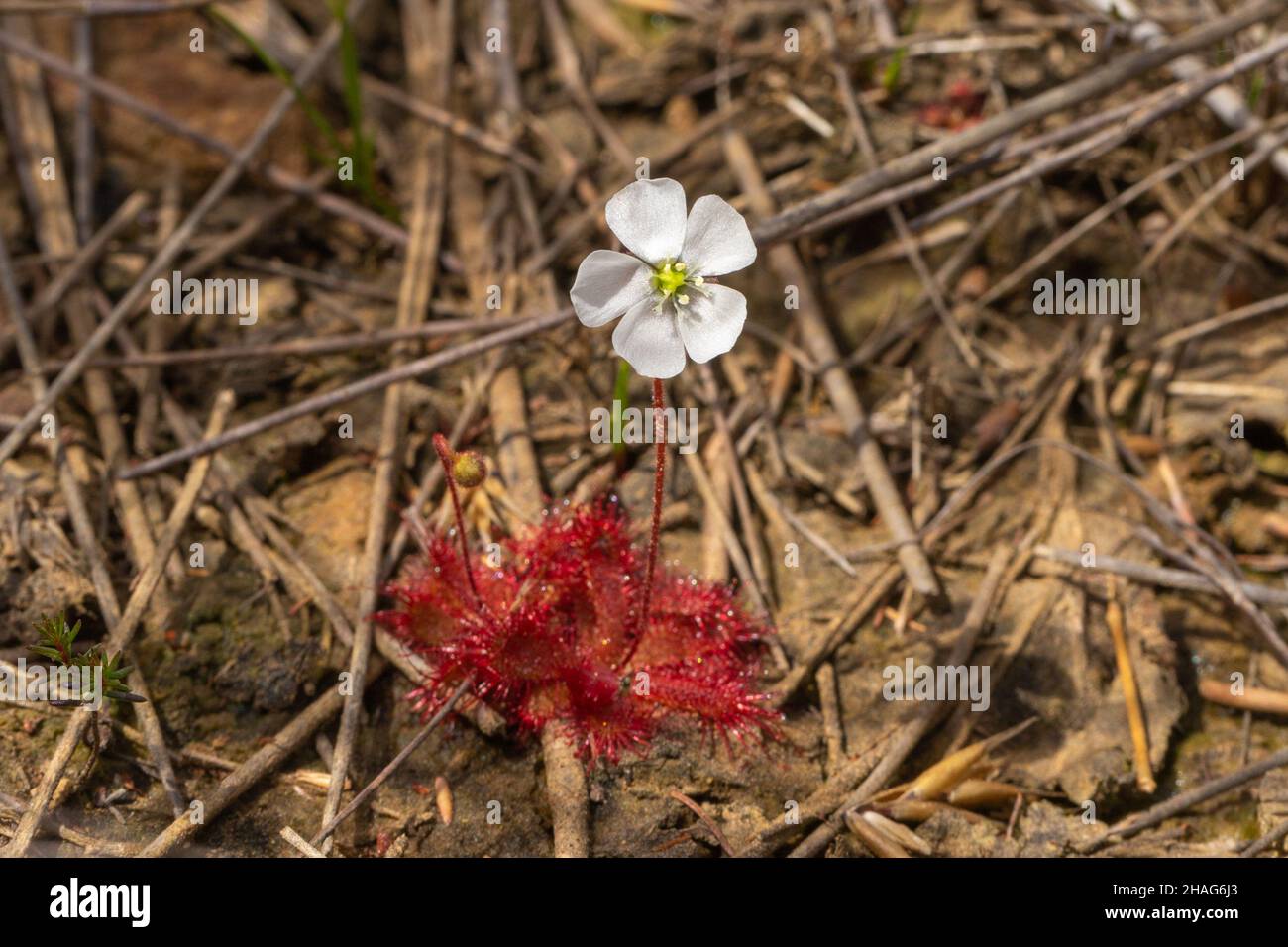 white flowering plant of Drosera trinervia seen near Stanford in the ...