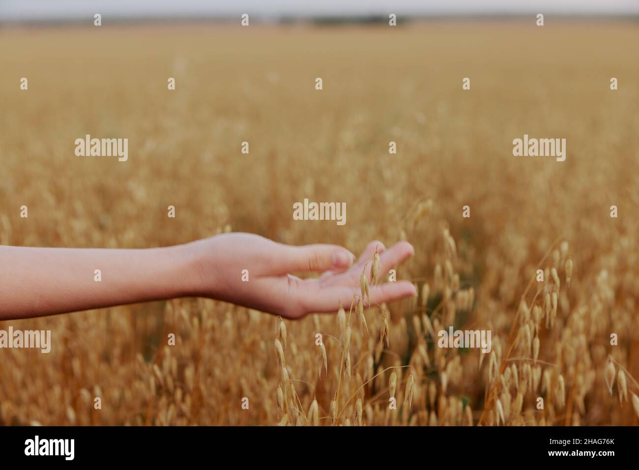 female hand wheat crop agriculture industry fields farm Stock Photo - Alamy