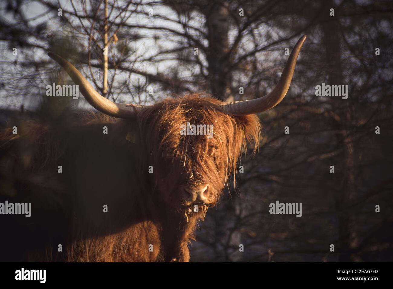 Closeup shot of furry bull against pine trees a ranch Stock Photo - Alamy