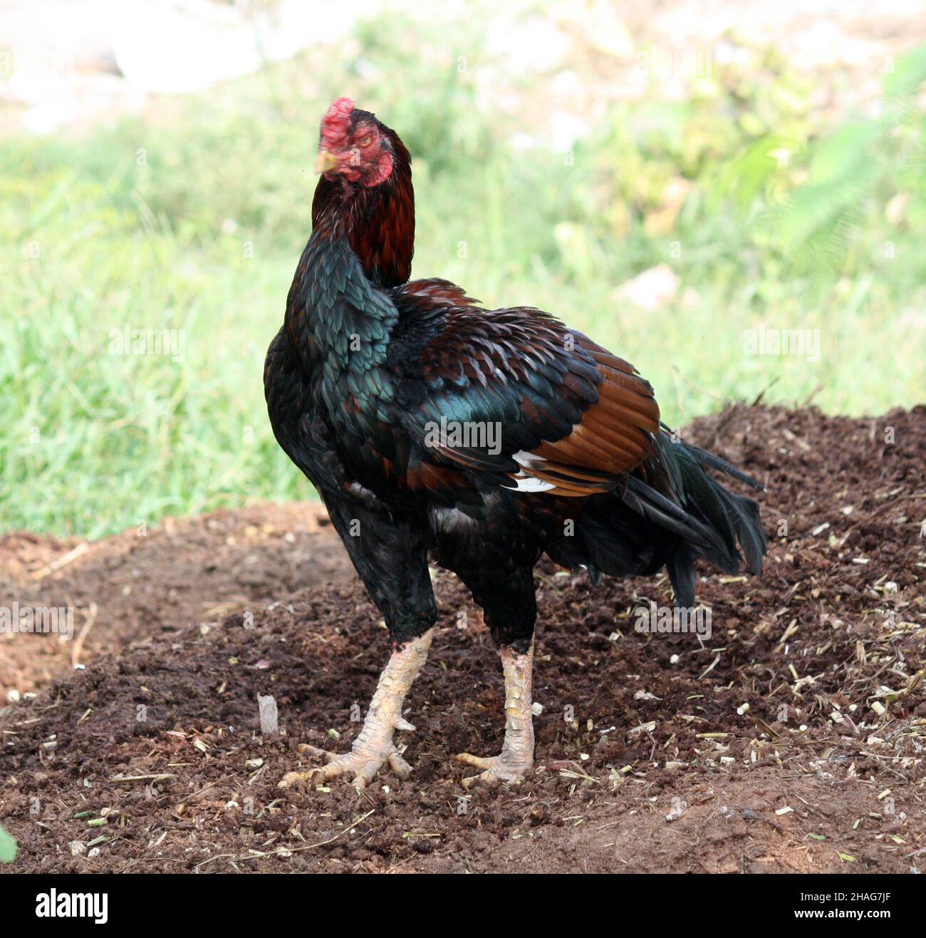 Chicken (Gallus gallus domesticus) focusing on the intruder : pix ...