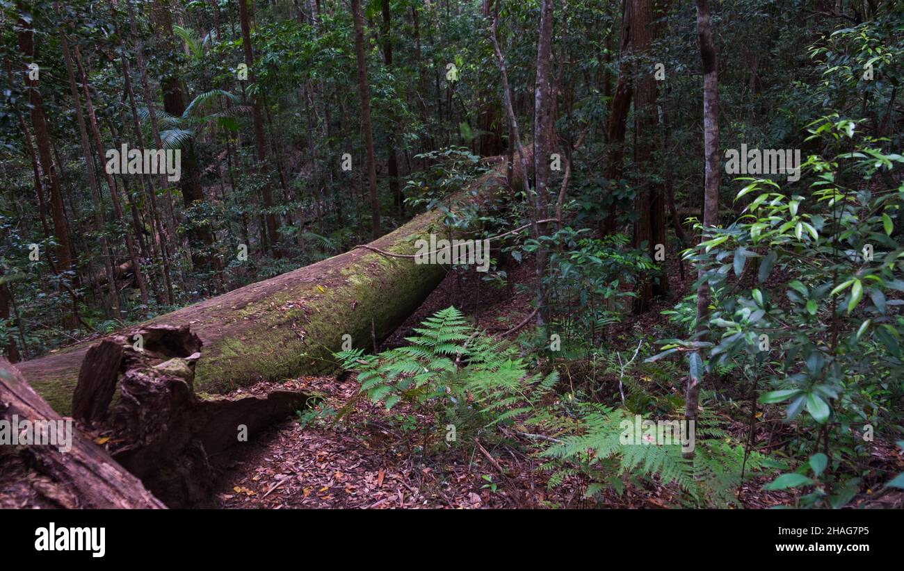 Giant tree fallen hi-res stock photography and images - Alamy