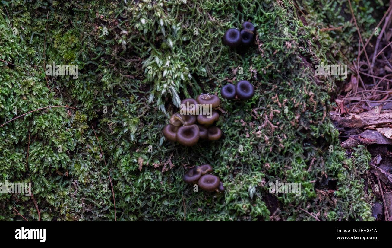 Round fungi hi-res stock photography and images - Alamy