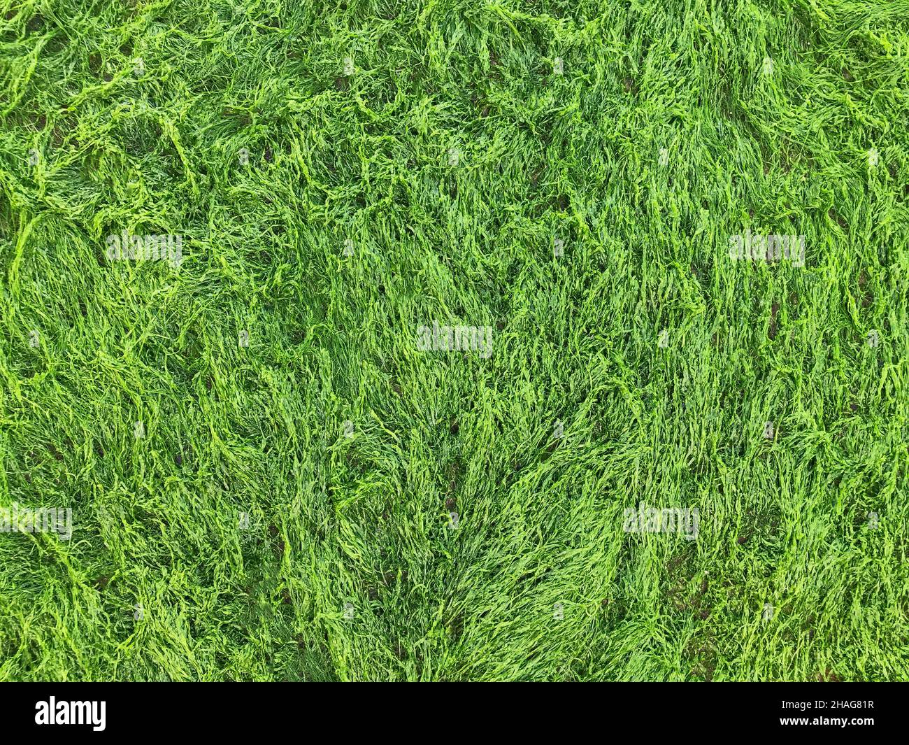 Forest nature backdrop Moss texture closeup. Mossy green background ...