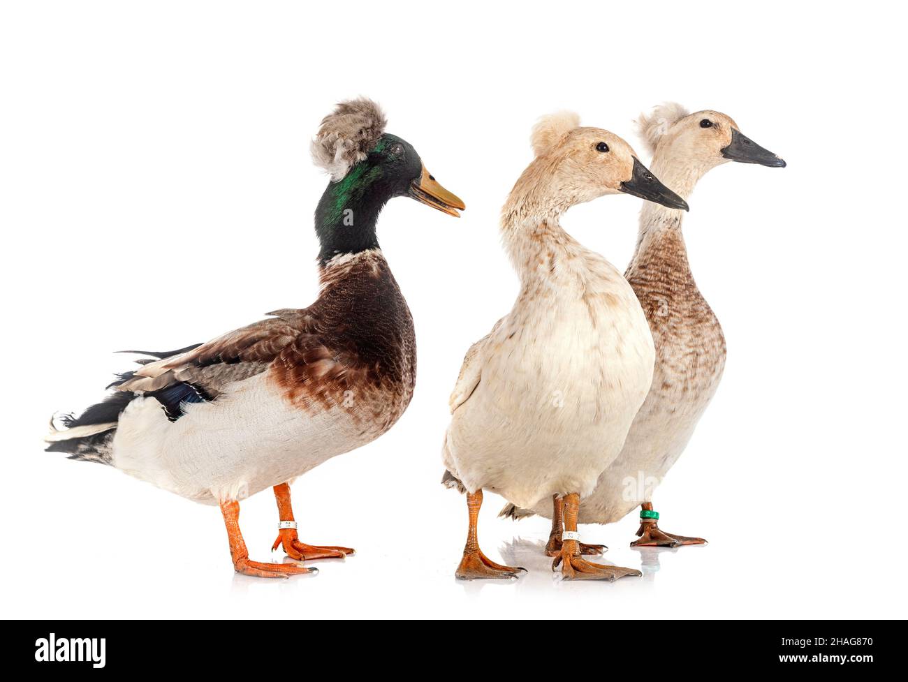 Crested ducks breeds in front of white background Stock Photo - Alamy
