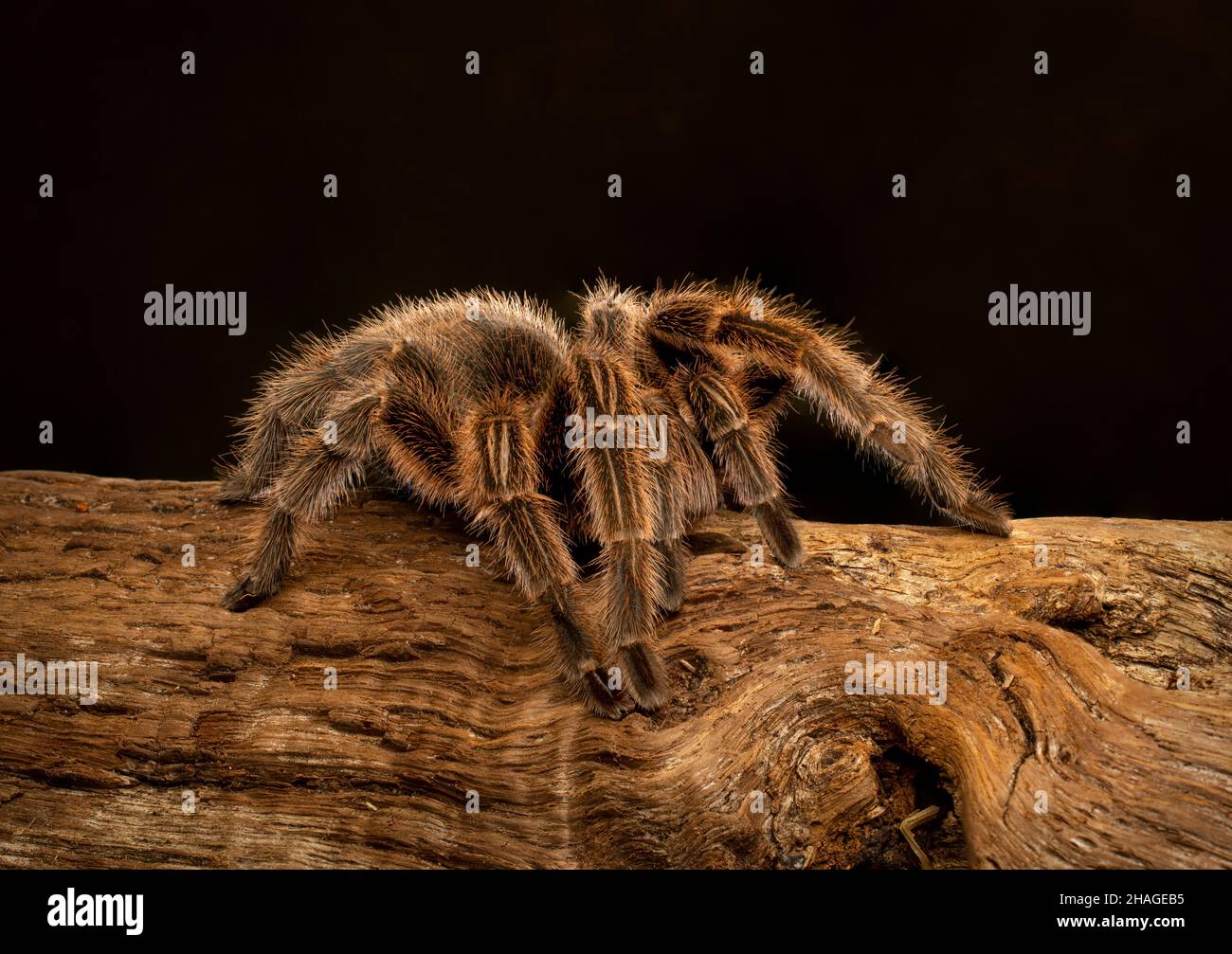 Group of tarantula hi-res stock photography and images - Alamy