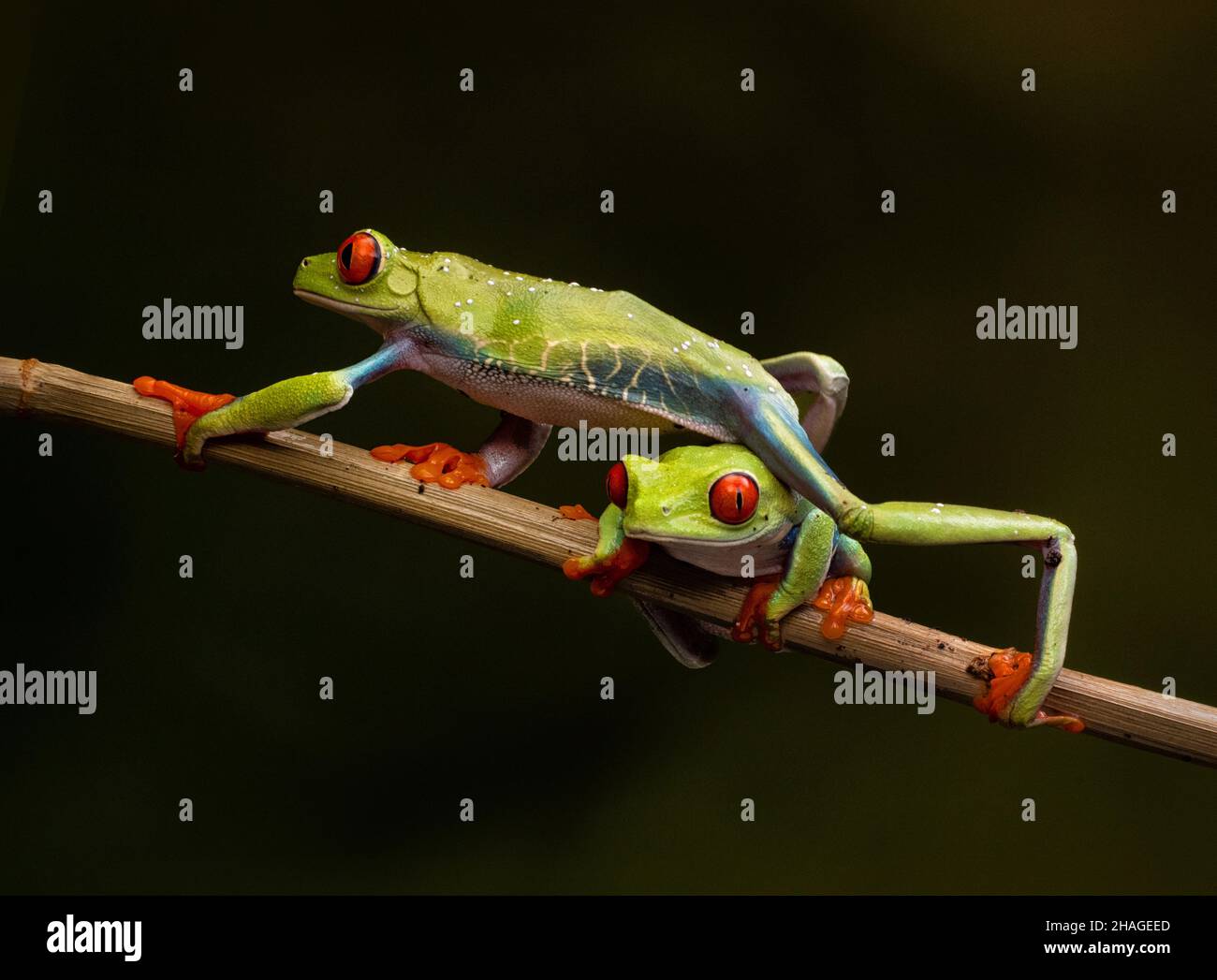 Large and small red-eyed tree frog, Agalychnis callidryas Stock Photo ...