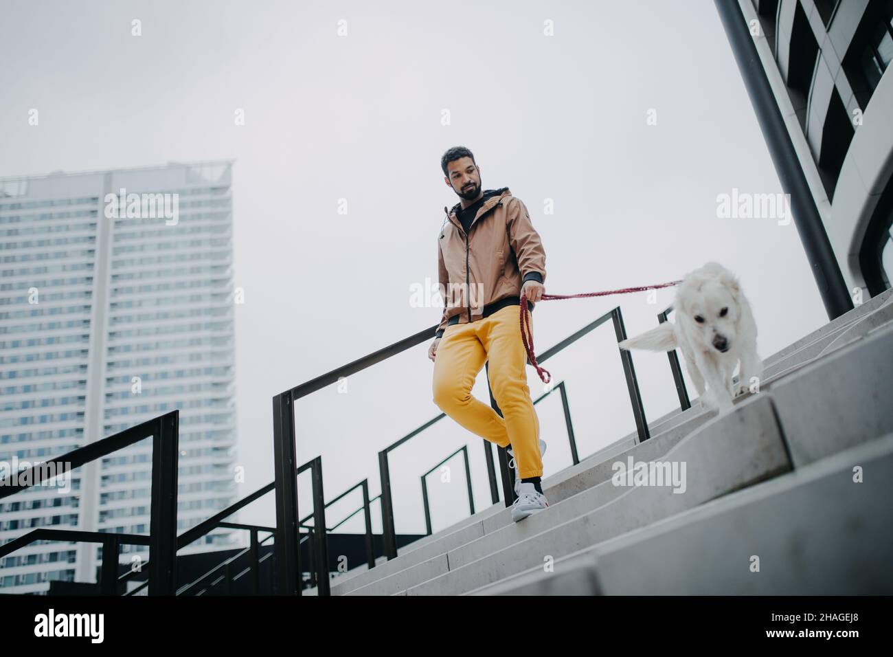 African american man walking his dog hi-res stock photography and ...