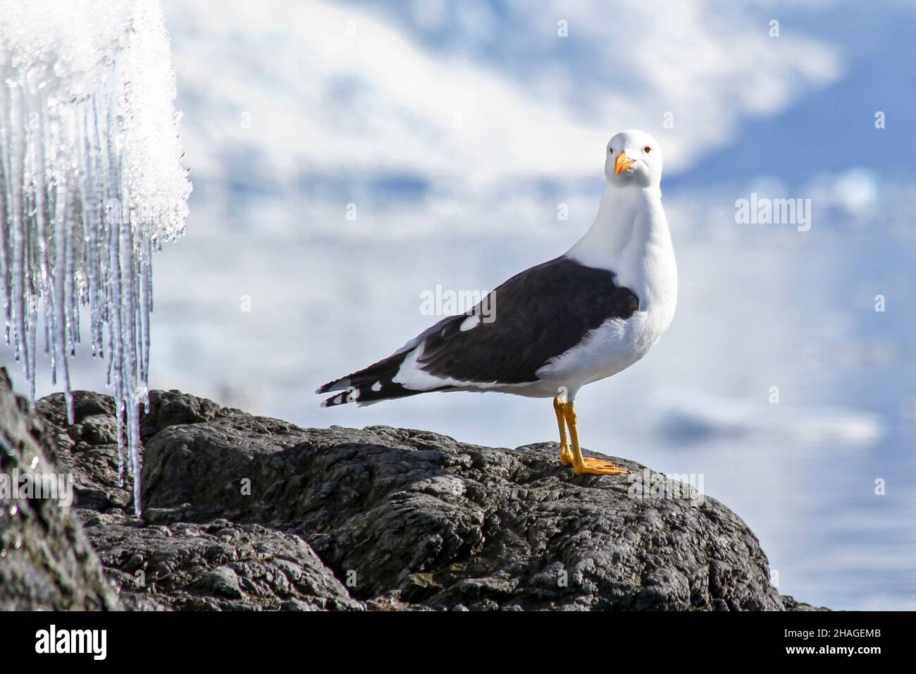 kelp gull (Larus dominicanus) photographed in Wilhelmina Bay ...