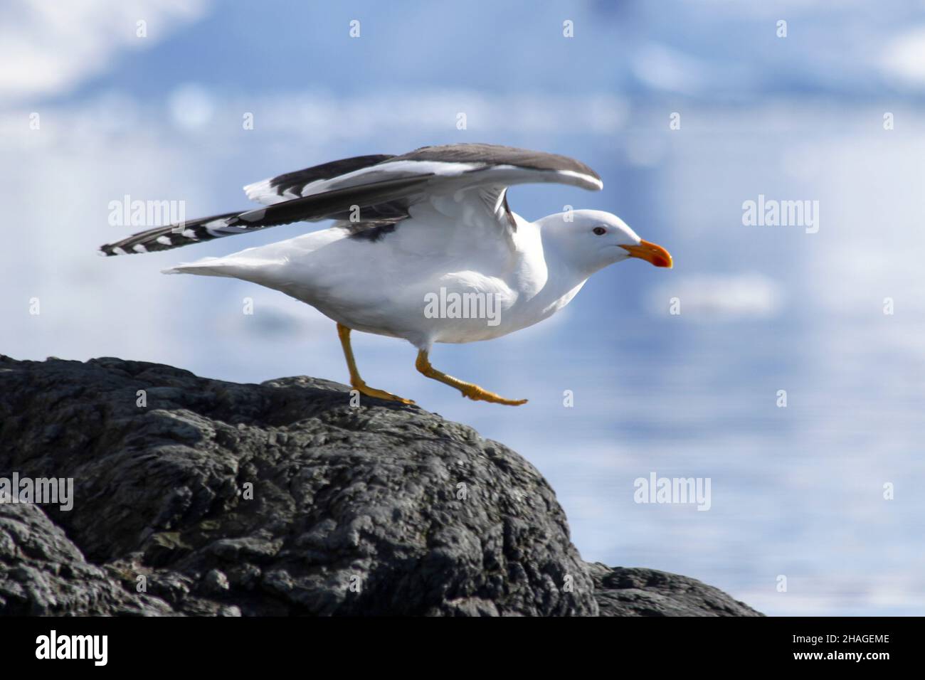 kelp gull (Larus dominicanus) photographed in Wilhelmina Bay ...