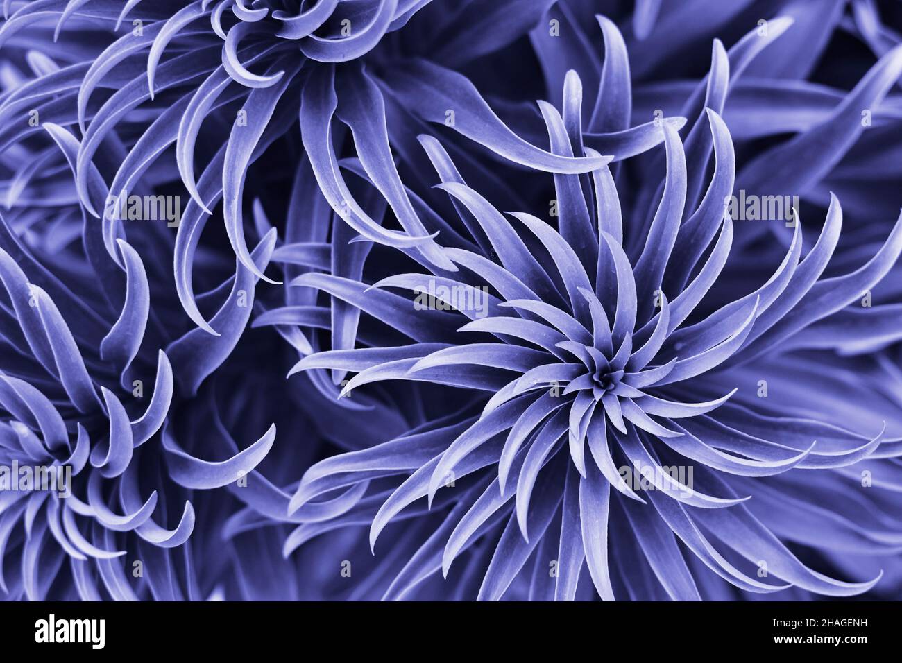 Very peri color of the year 2022. Abstract plants background. Natural ...