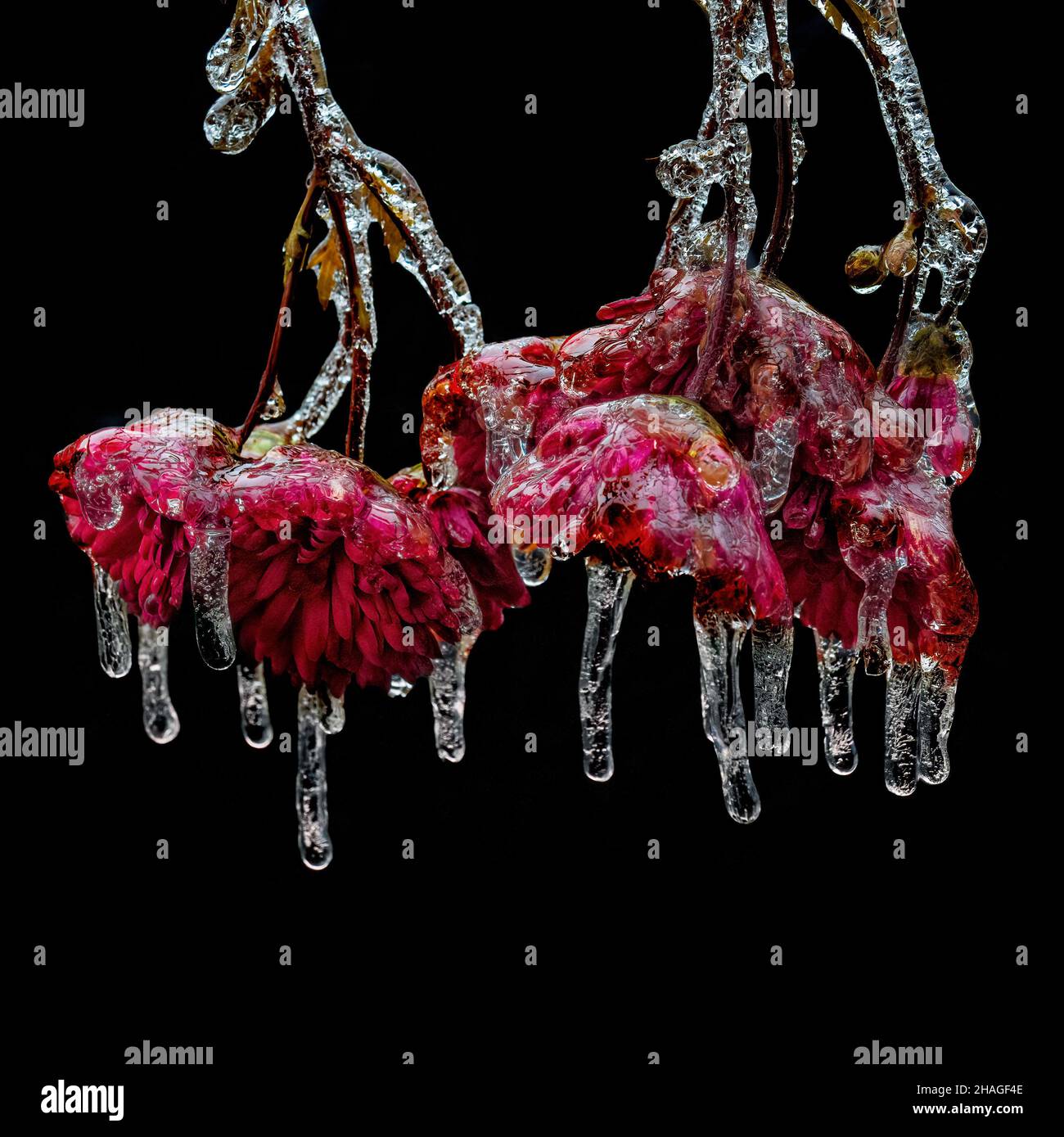 Studio photo of natural ice frozen flowers with icicles isolated on ...