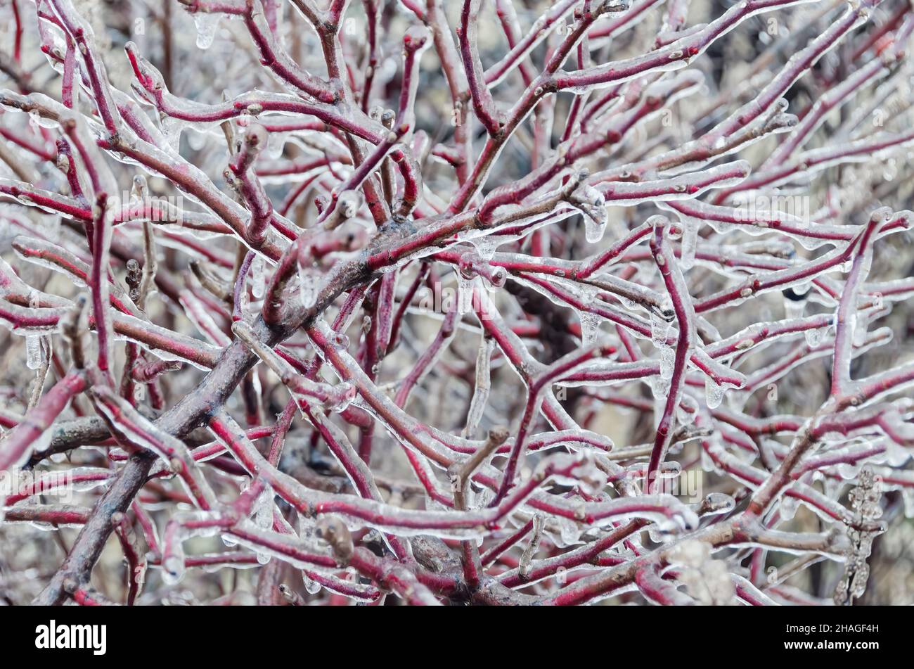 Tree branches after ice rain. Ice covered tree. Natural background ...