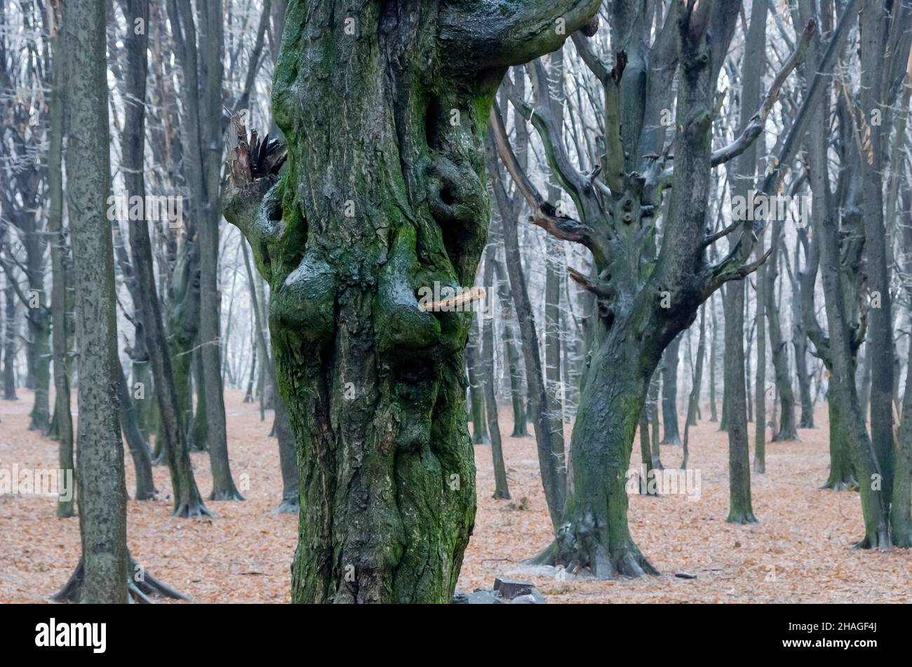 Spooky forest with trees looking like strange creatures or monsters ...