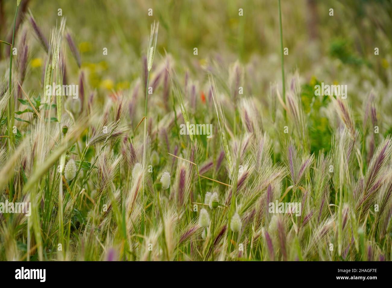 Wildflower meadow. Photographed in Crete, Greece Stock Photo - Alamy