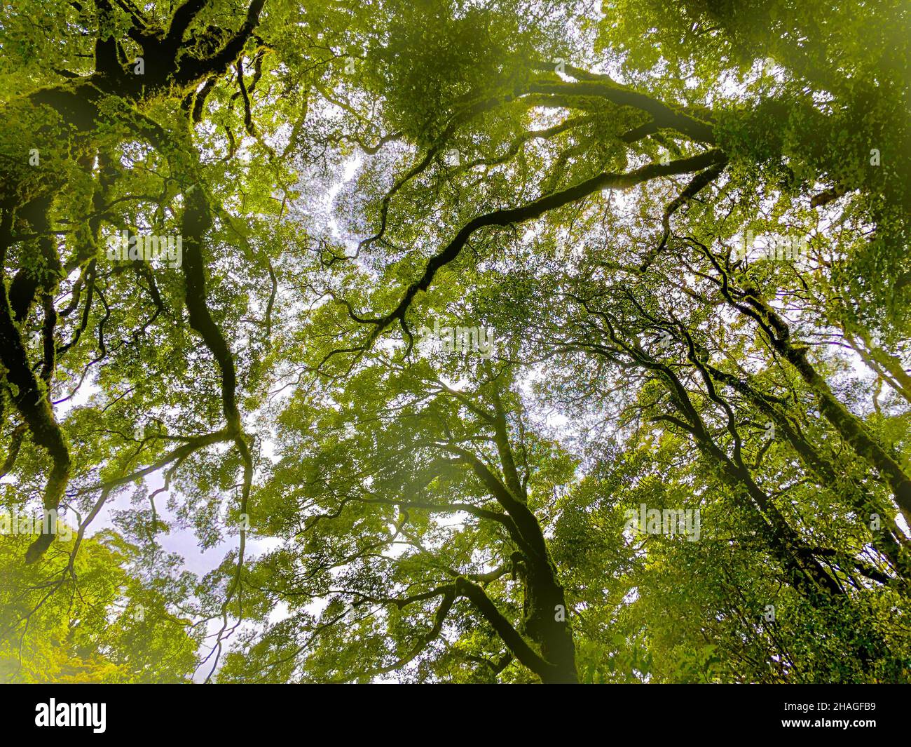Temperate Rain Forest Canopy - West Coast South Island New Zealand ...