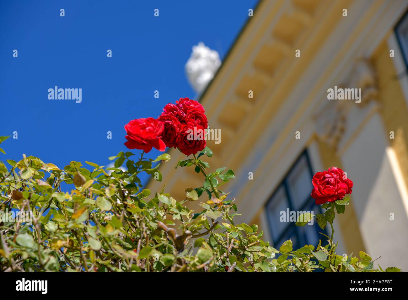 A blooming rose bush in front of a castle Stock Photo - Alamy