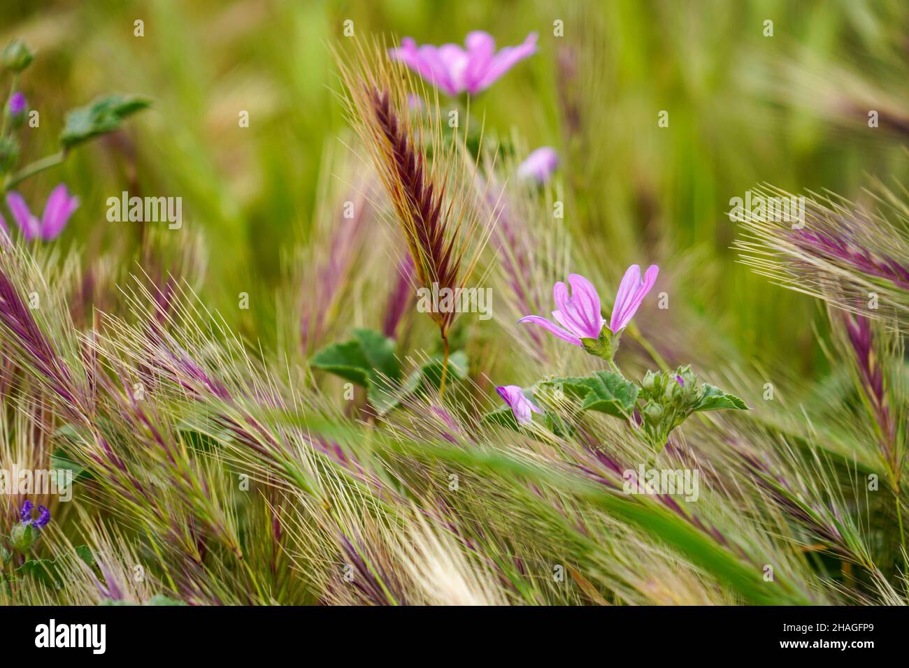Wildflower meadow. Photographed in Crete, Greece Stock Photo - Alamy