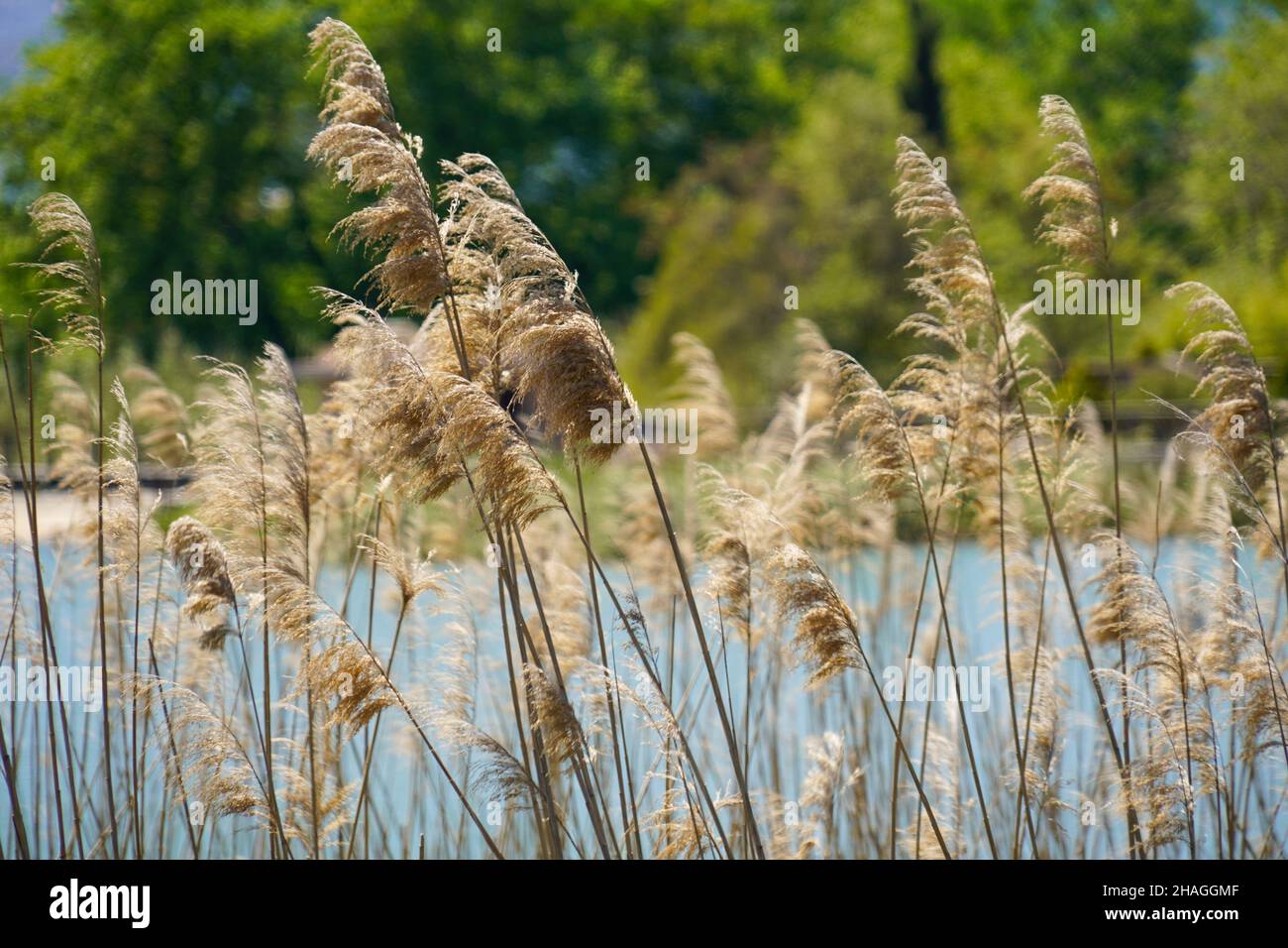 Wildflower meadow. Photographed in Crete, Greece Stock Photo - Alamy