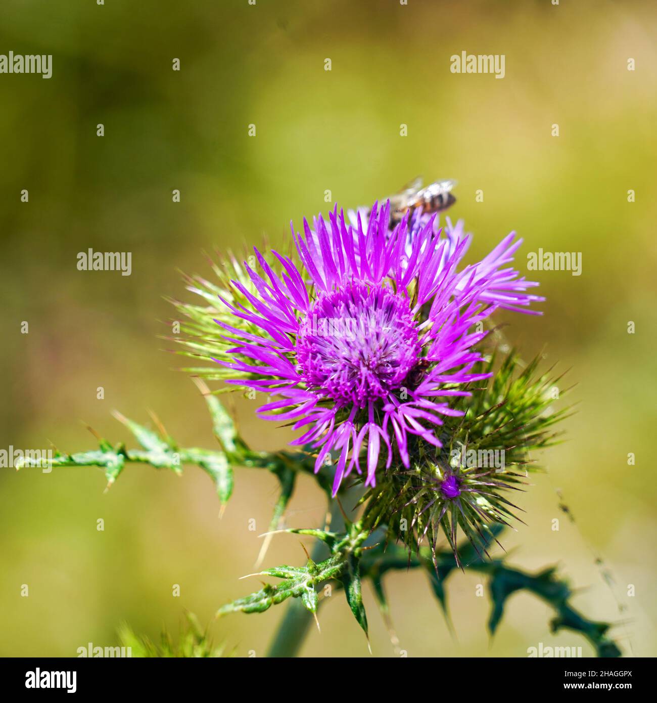Perfect purple thistle close up. Photographed in Crete, Greece in April ...