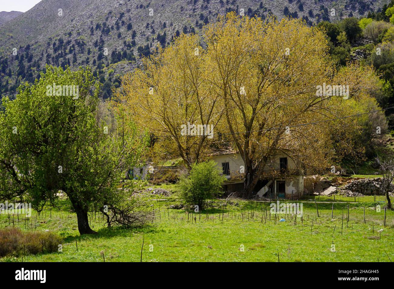 Wildflower meadow. Photographed in Crete, Greece Stock Photo - Alamy