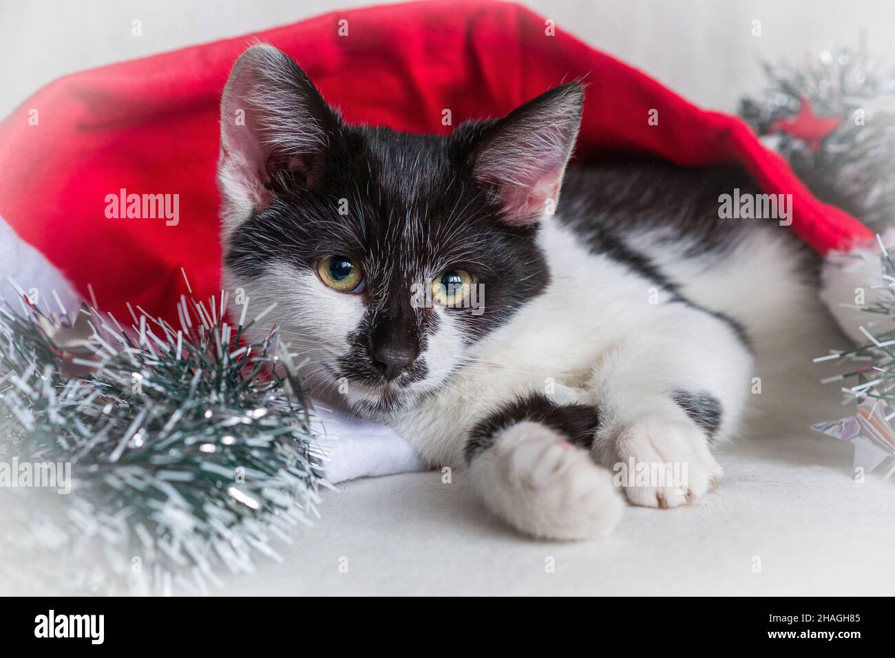 Christmas card with cute young tomcat Stock Photo - Alamy