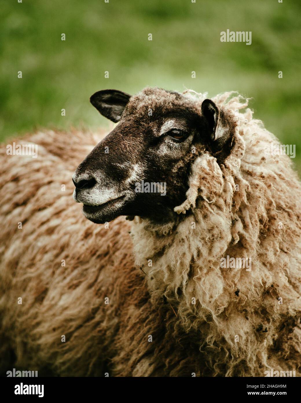 Vertical portrait of a brown sheep Stock Photo - Alamy