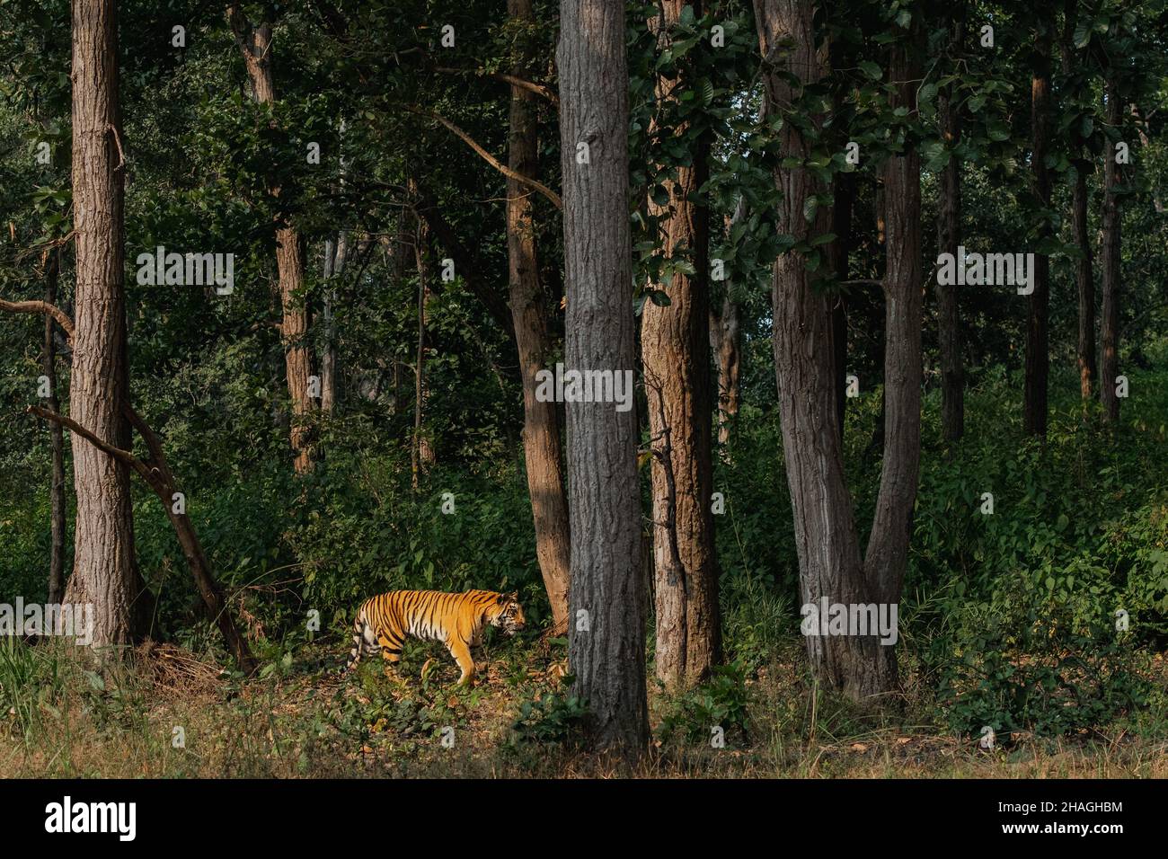 Scenic view of a tiger walking in the woods in Kanha Tiger Reserve ...