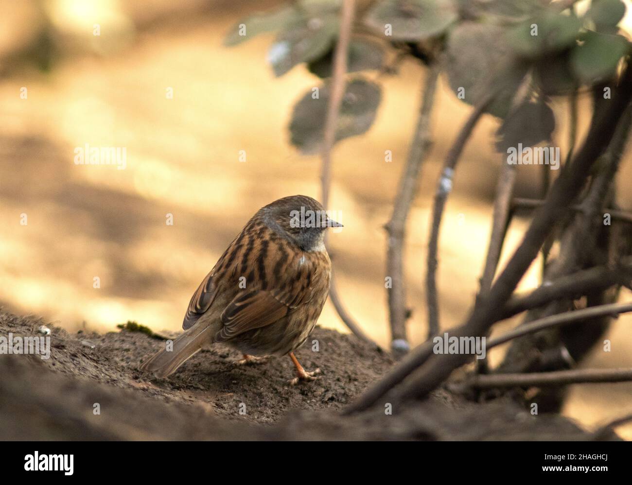 The Dunnock is not related to other members of the sparrow family but ...