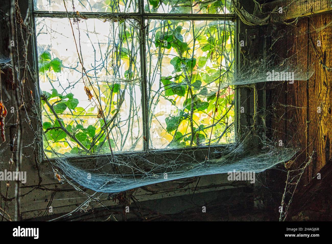 Fenster mit Spinngewebe Stock Photo - Alamy