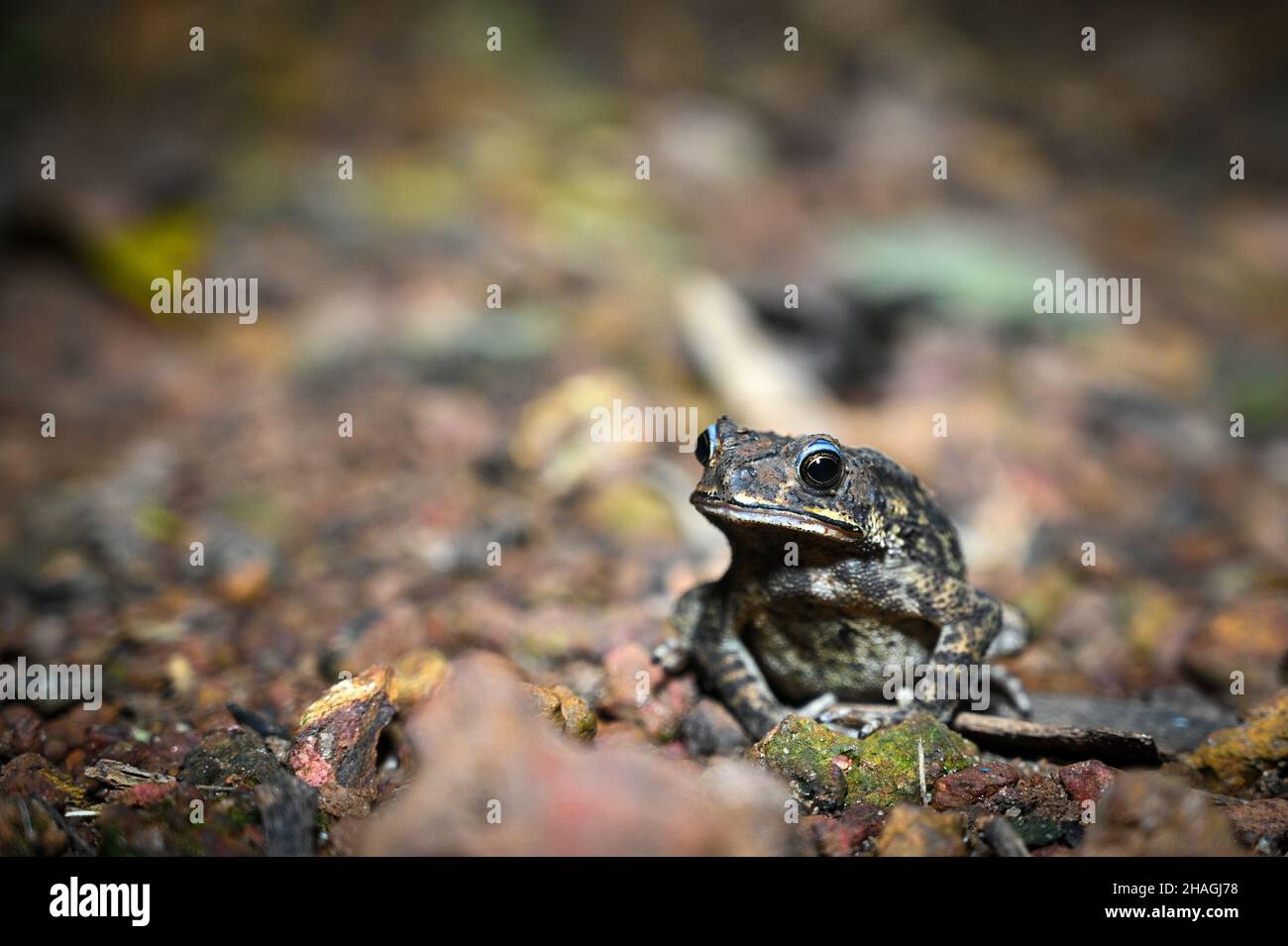 Cute Asian common toad frog on the ground Stock Photo - Alamy