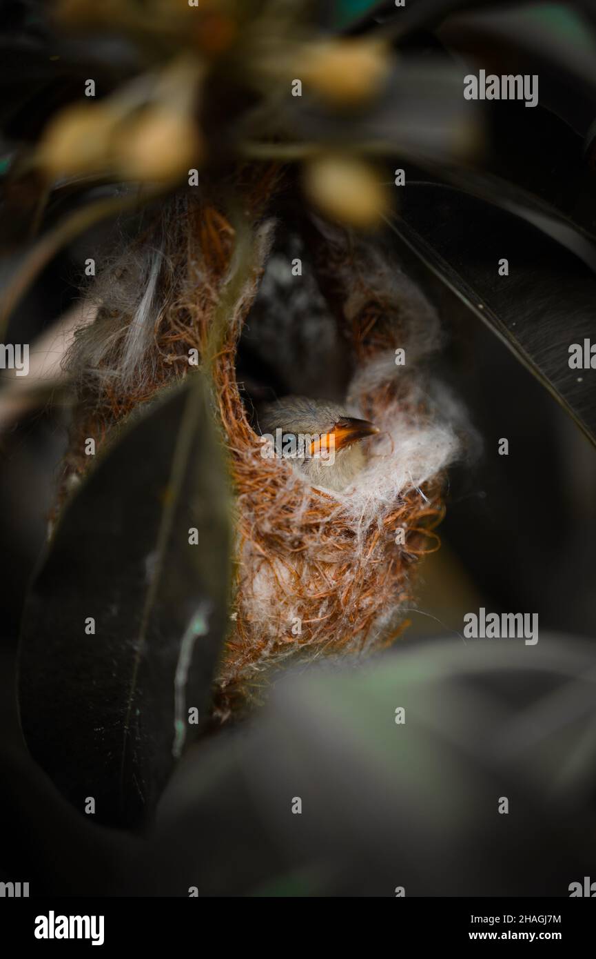 Cute Pale-billed flowerpecker bird in the nest Stock Photo - Alamy