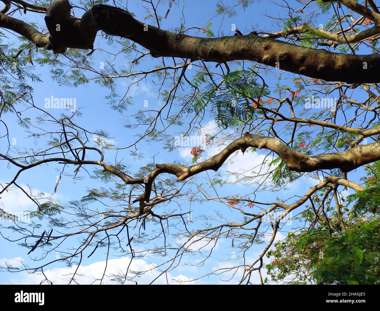 Backwater of Kerala-Gods own country Stock Photo - Alamy