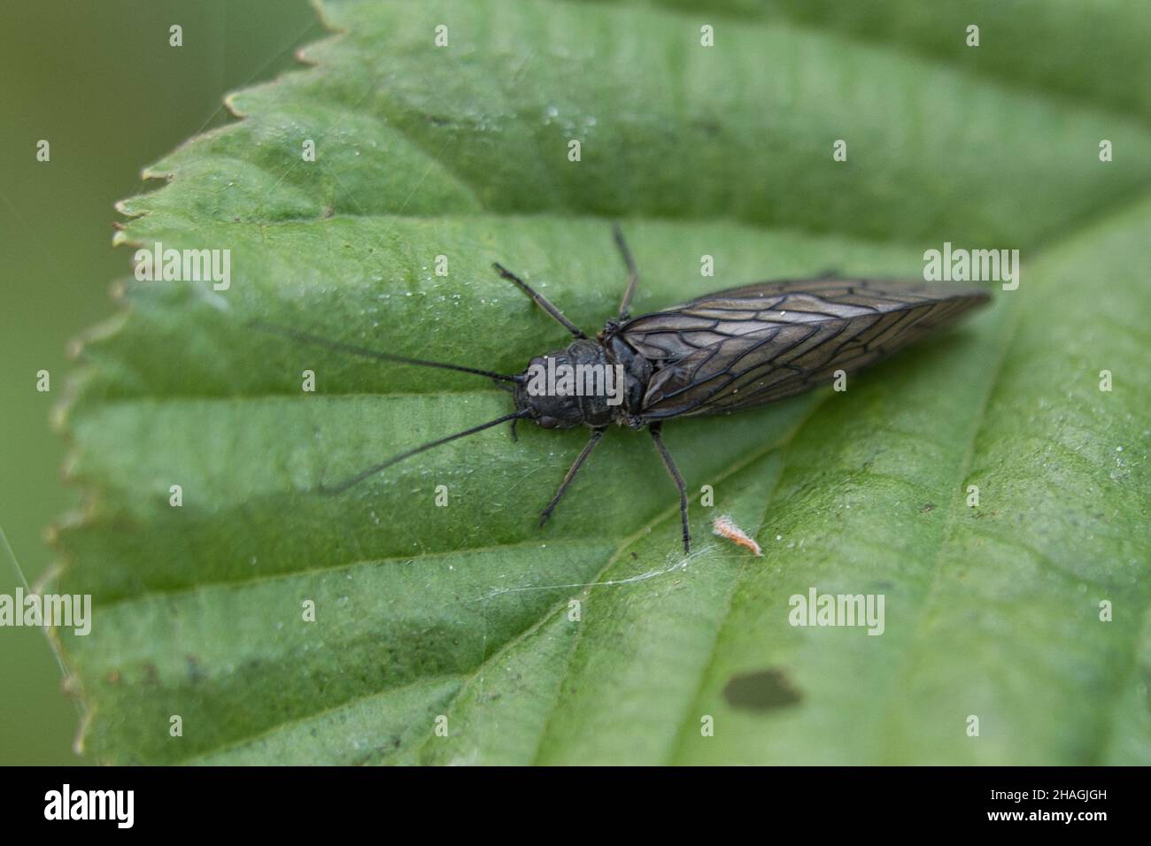 crawling beetle on a flower in macro photography. detailed and ...