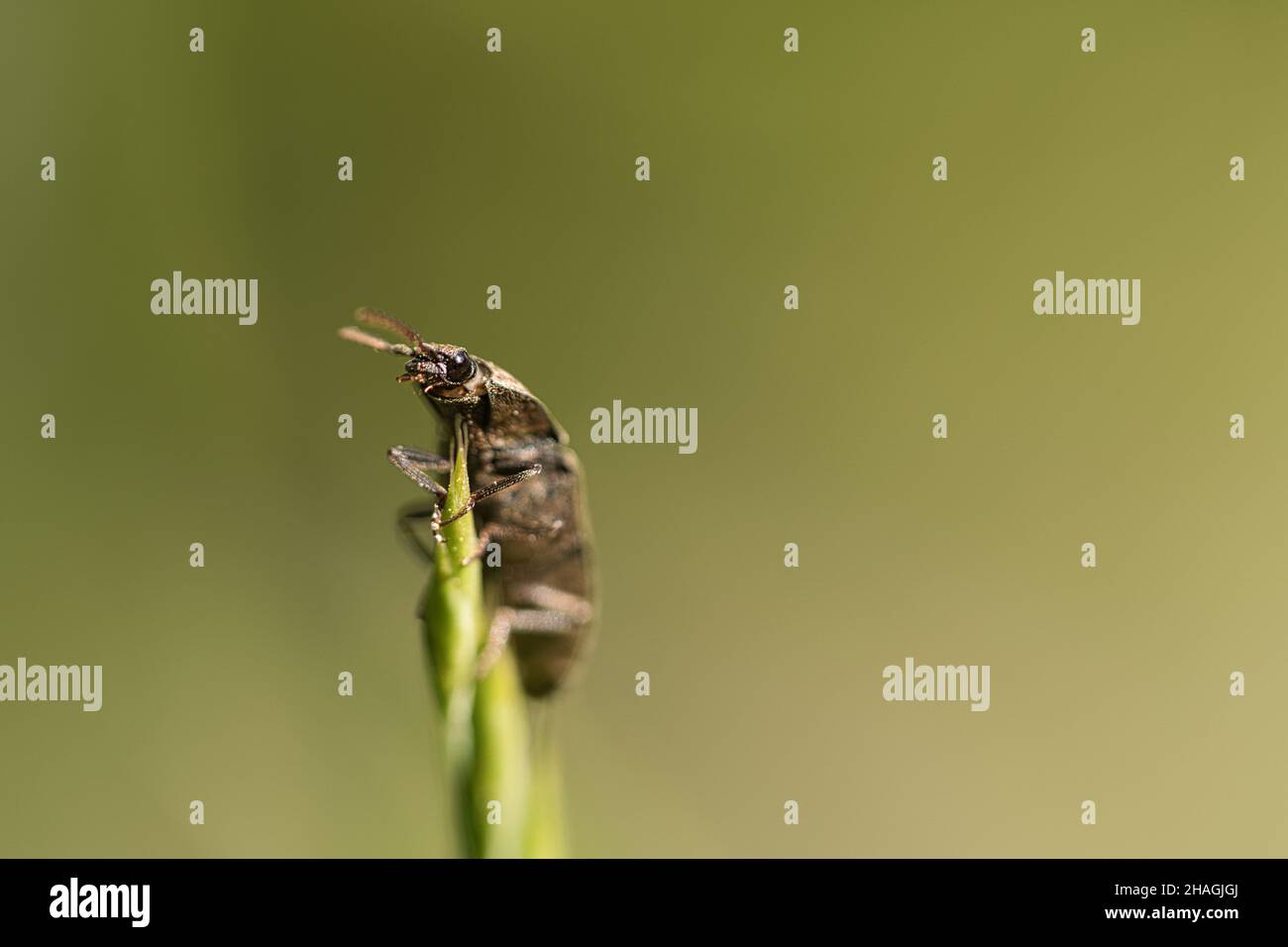 crawling beetle on a flower in macro photography. detailed and ...