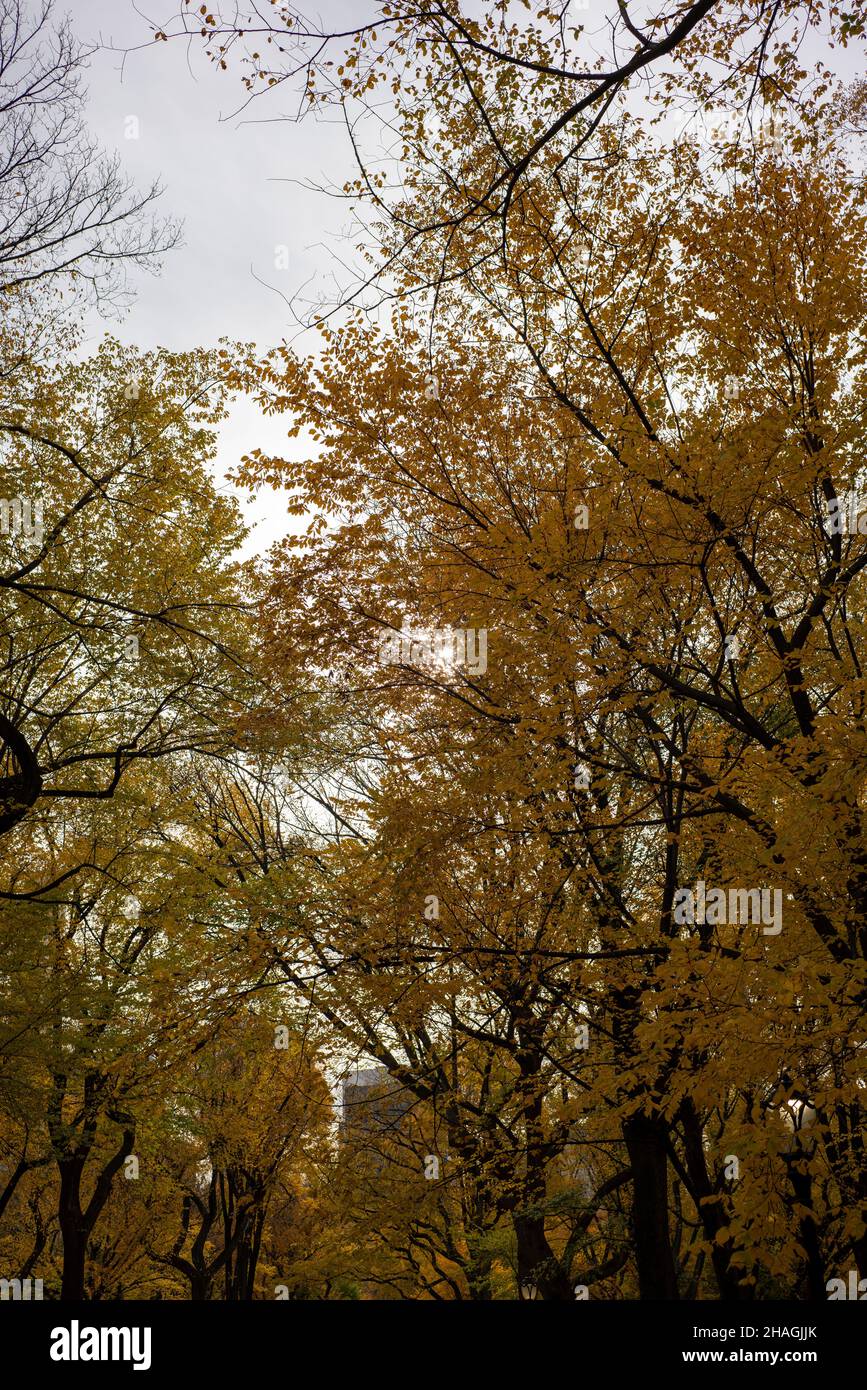 Vertical shot of yellowing trees in Central Park in autumn in New York ...