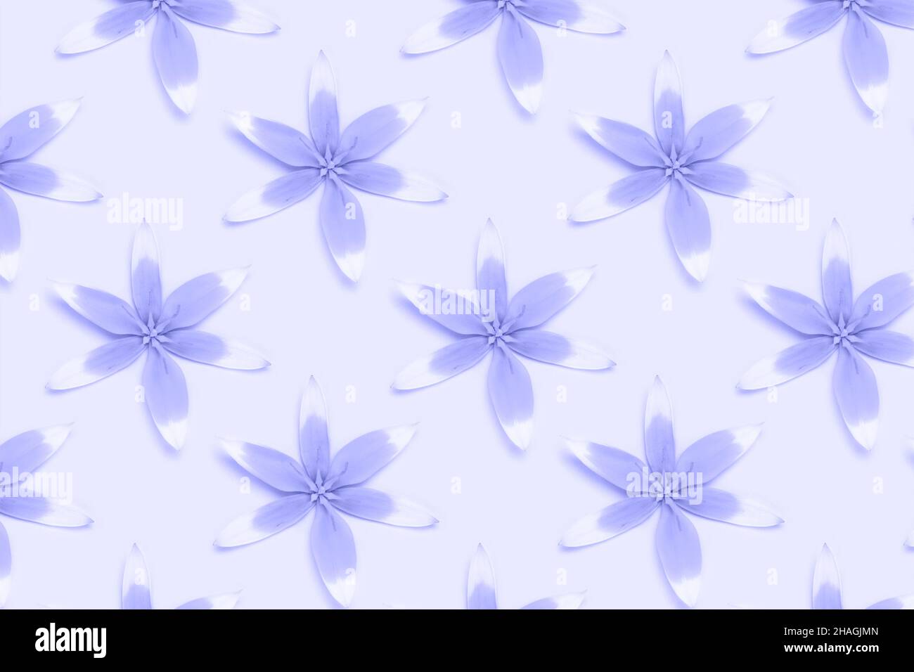 Repetitive pattern made from head of wild tulip flowers on a purple ...