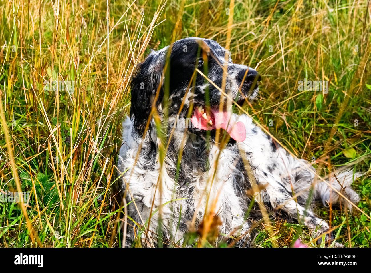 English setter resting. Successful hunt. Siberia, Russia Stock Photo ...