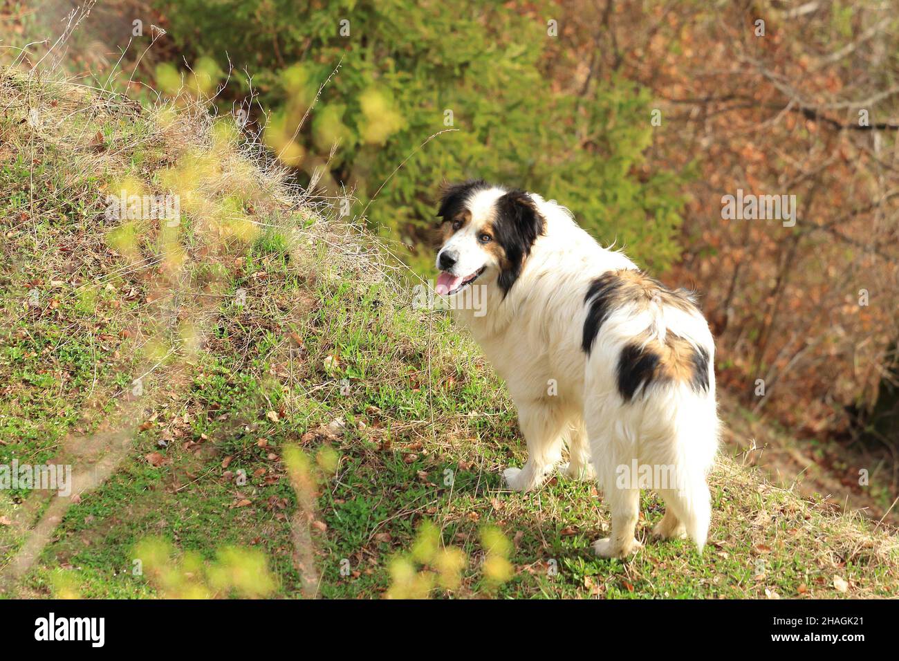 Tornjak, Croatian and Bosnian shepherd dog Stock Photo - Alamy
